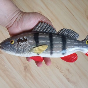 Speckled Pavon, Cichla Temensis, Peacock Cichlid, Tucunare Pinima, 9-12 ...