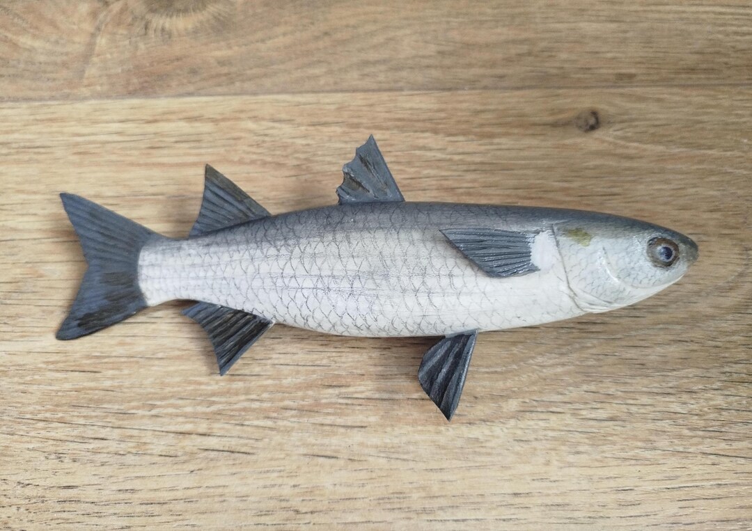 Flathead Grey Mullet, Mugil Cephalus, 5-8 Inches 3D Wooden Fish, Both ...
