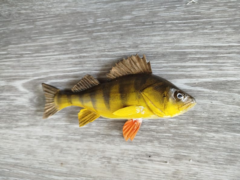 Juvenile Yellow Perch,perca Flavescens,american Perch,4-8 Inches 3D ...
