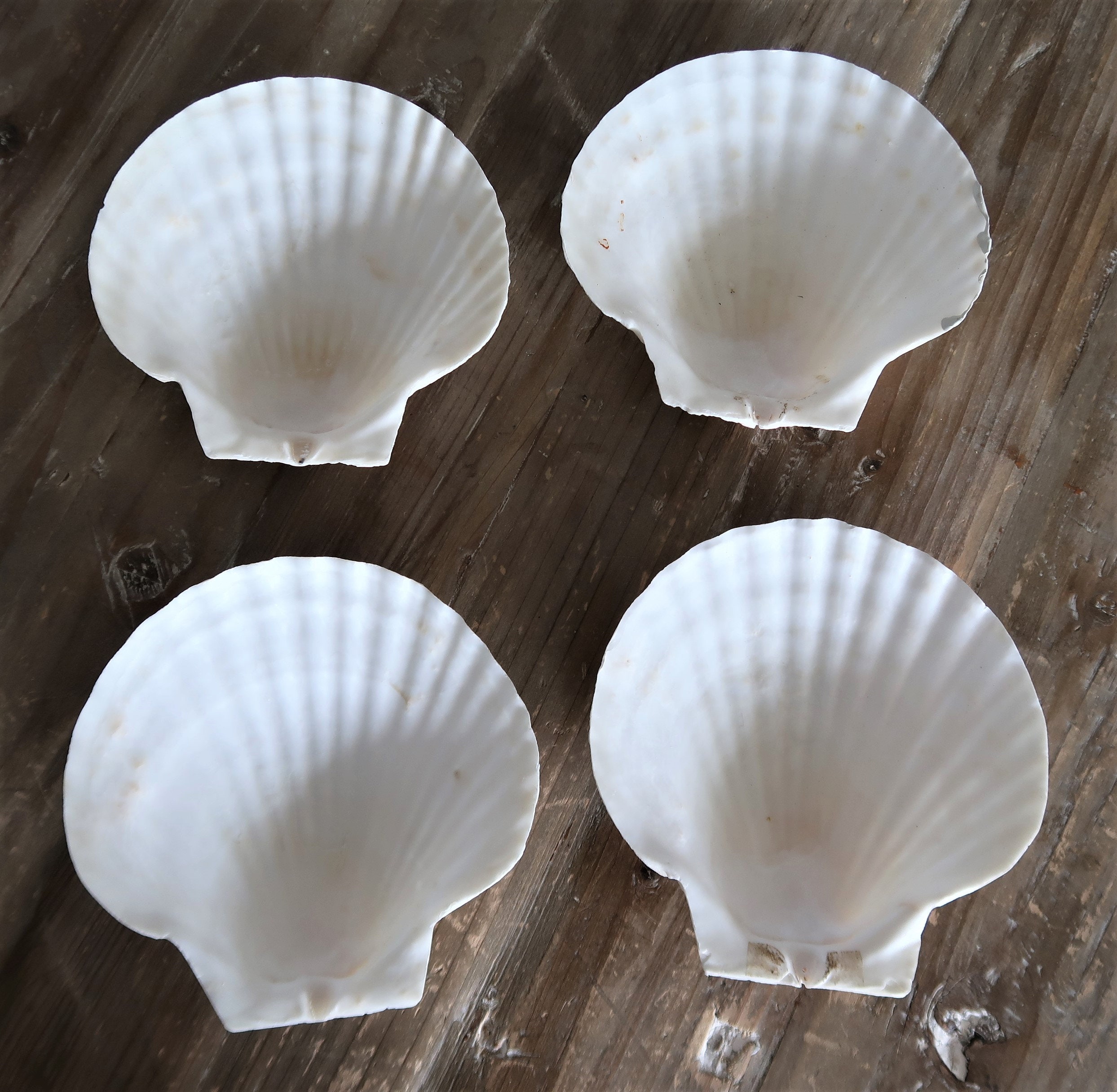 Conchas de vieira de pata de león y conchas de vieira japonesa - Etsy ...