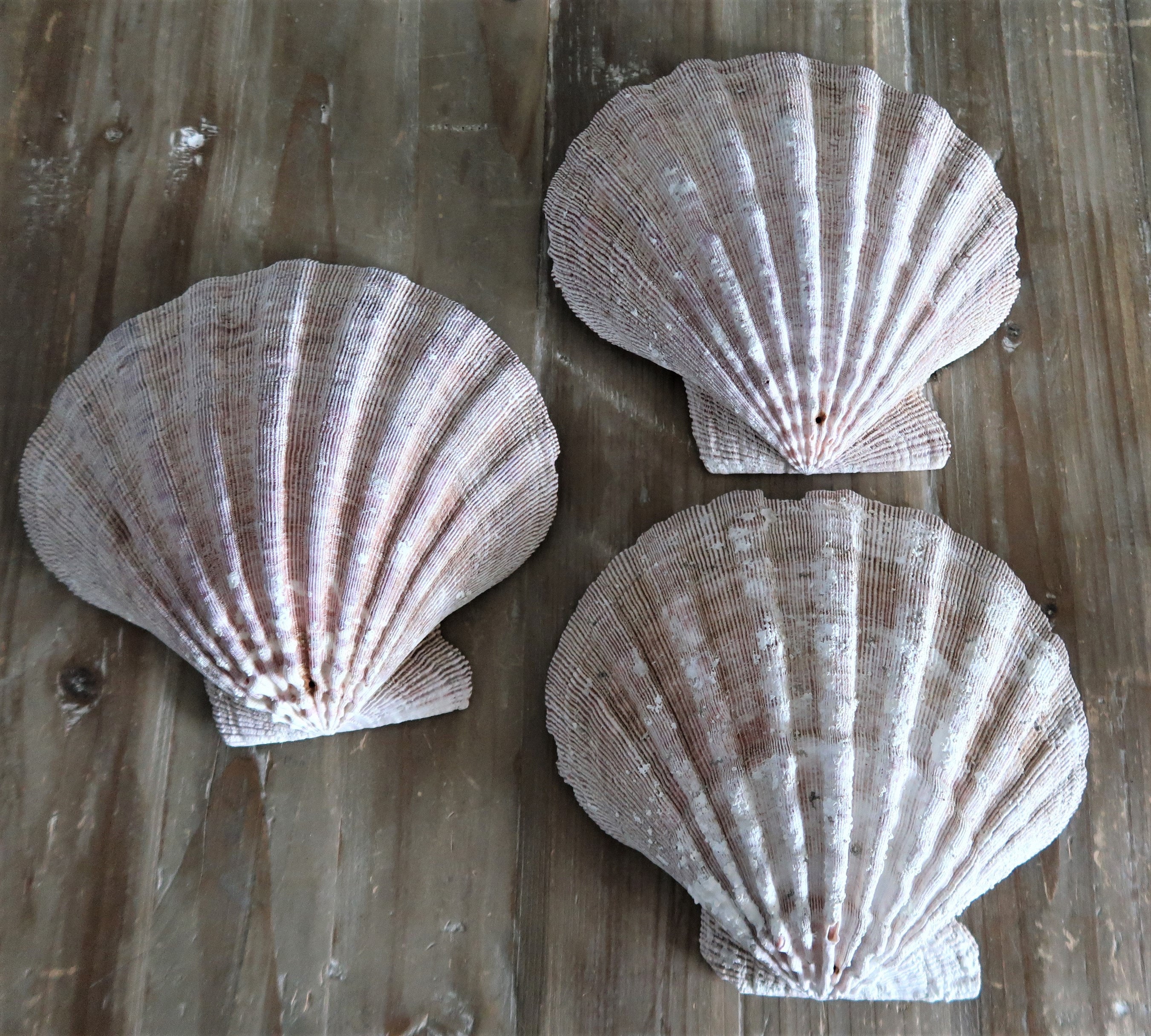 Conchas de vieira de pata de león y conchas de vieira japonesa - Etsy ...