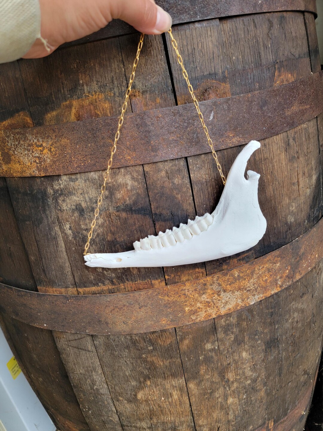 Jaw Bone Wall Hanger - Etsy