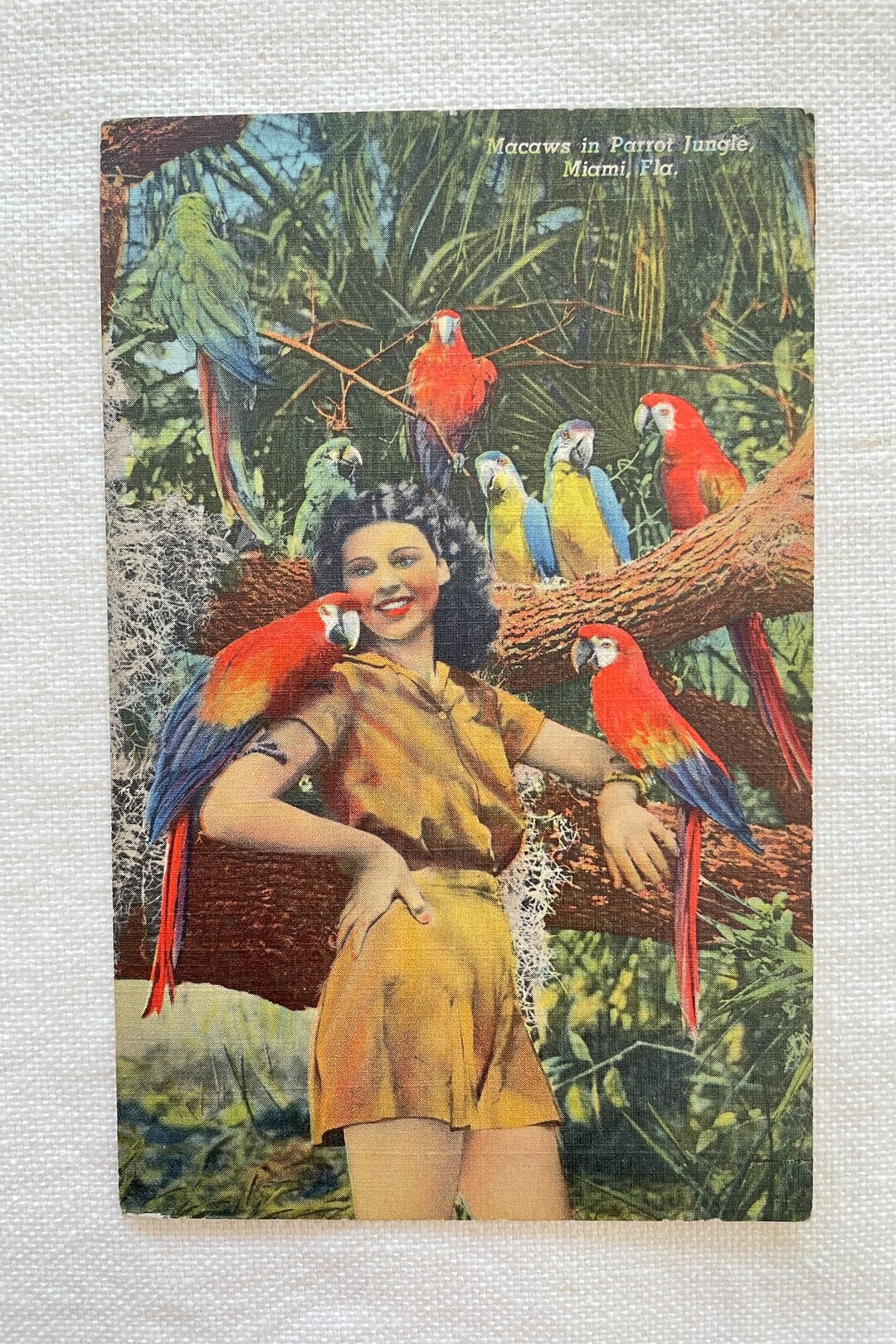 Vintage 40s Beautiful Woman & Birds, Parrot Jungle Miami Florida ...