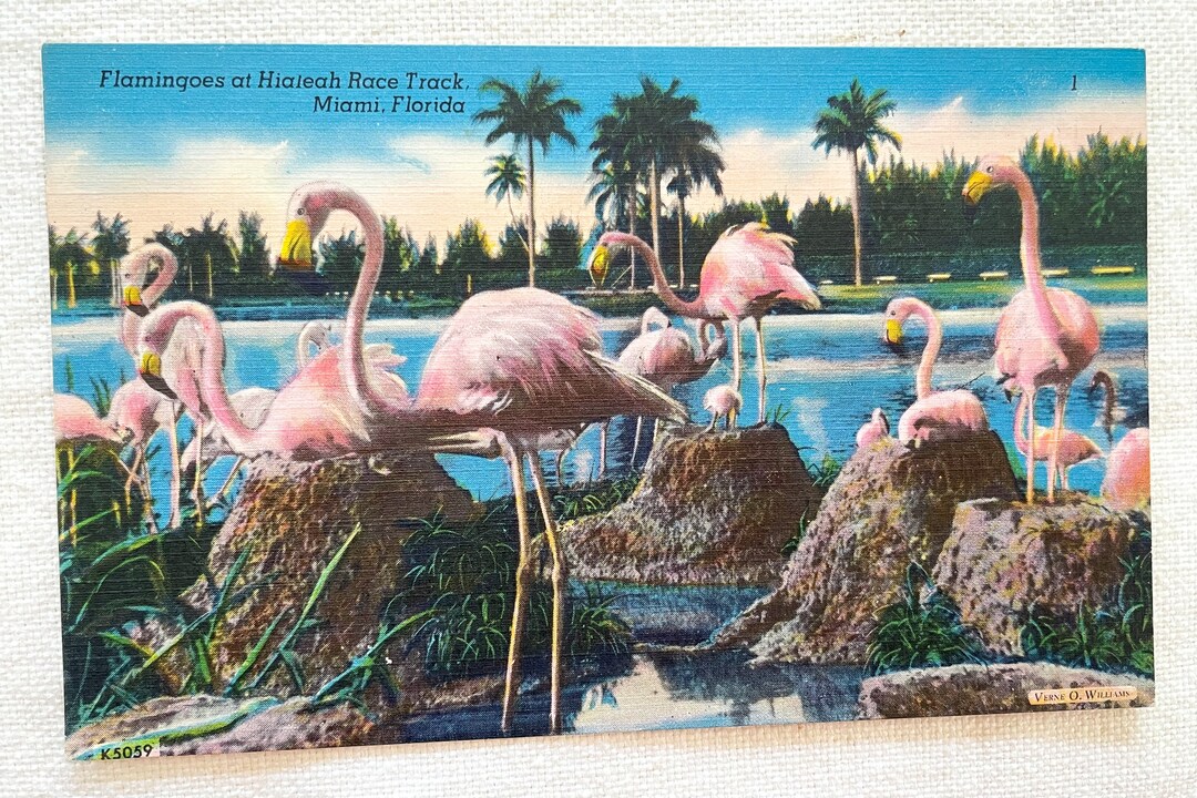 1940s Vintage Postcard, Colorful Tropical Pink Flamingos, Hialeah Race ...