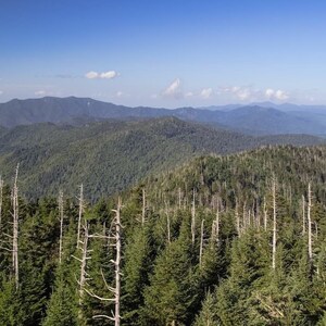 Hemlock tree branch ring sterling silver ring branch ring | Etsy