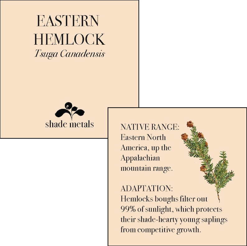 Hemlock Tree Branch Ring, Sterling Silver Ring, Branch Ring, Pine ...