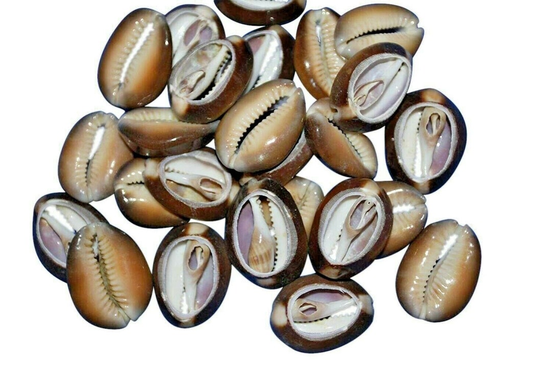 Snake Head Cowrie Shells Tiger Sea Shell Loose Assorted Bulk 50pc SHCS ...