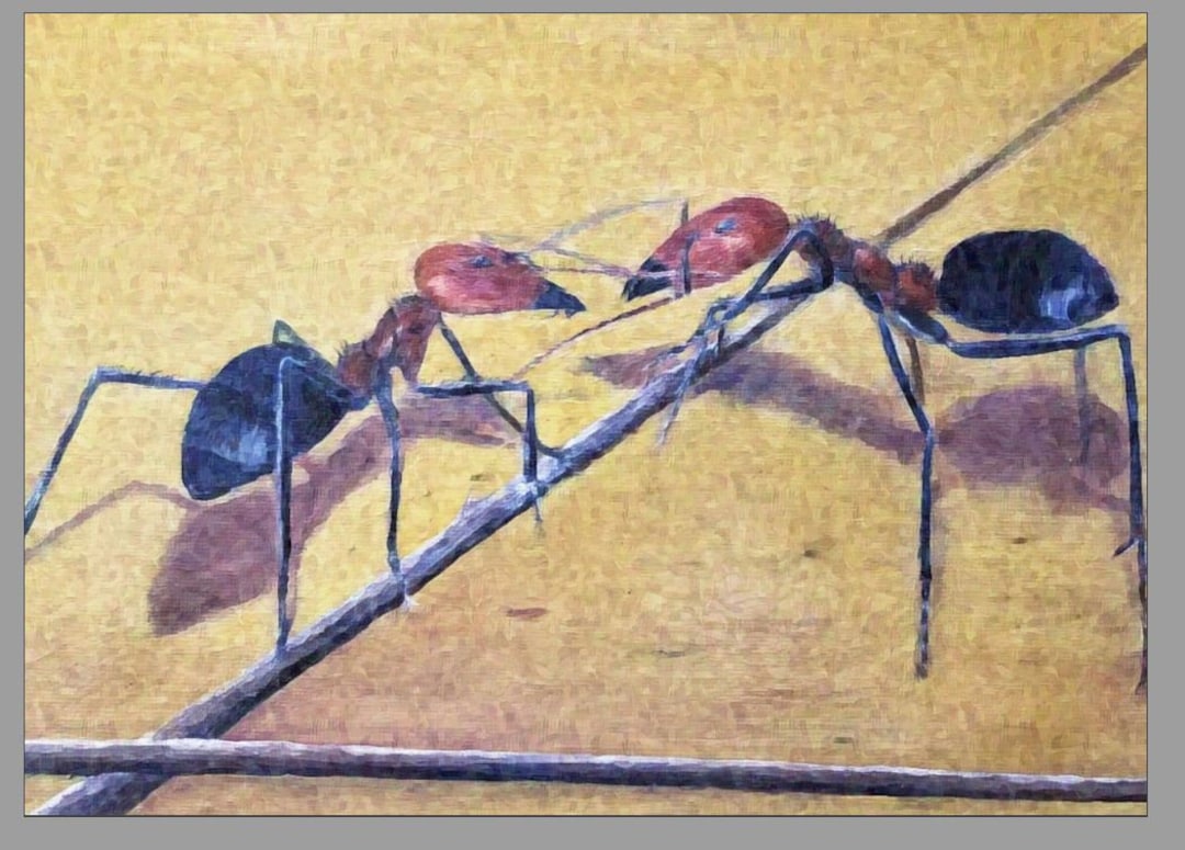 Romantic Card Ants [set of 4]--ant Card, Greeting Card, Valentine's ...