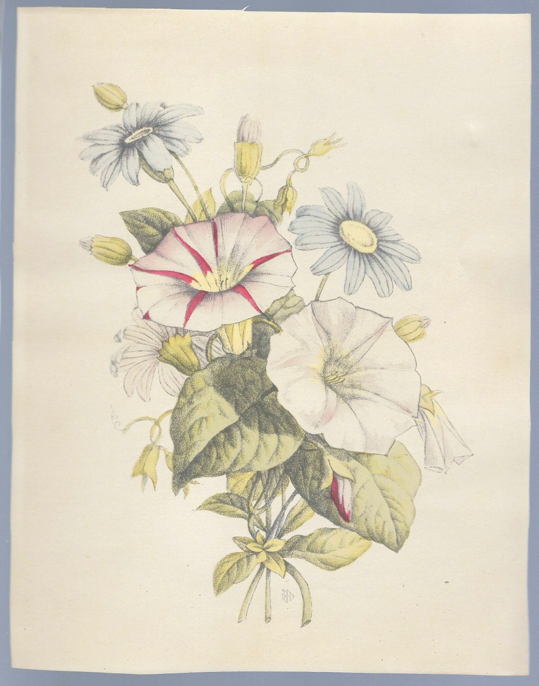 Vintage Chromolithograph Morning Glory and Blue Daisies Print IBF CO ...