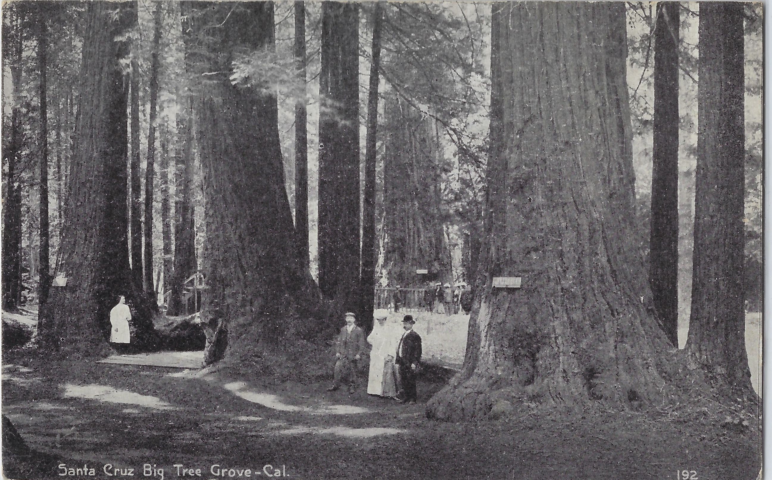 Figures Under Giant Redwoods Big Tree Grove at Big Trees Park Santa ...