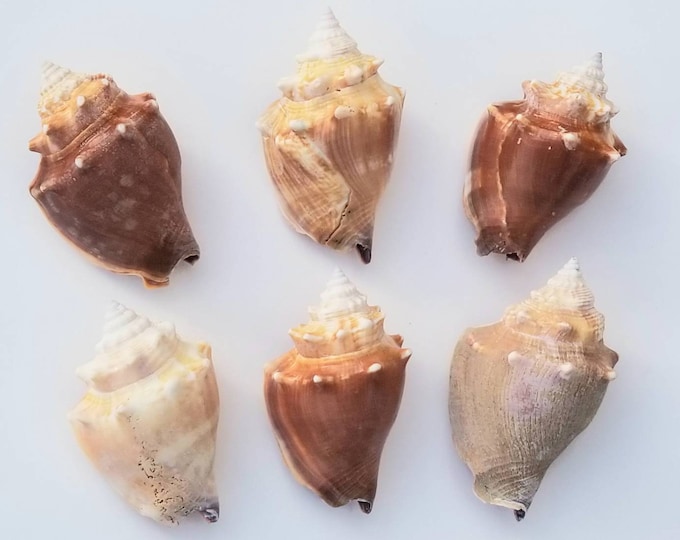Florida Fighting Conch Shellsstrombus Alatus 3seashell Craft/supply 1 ...