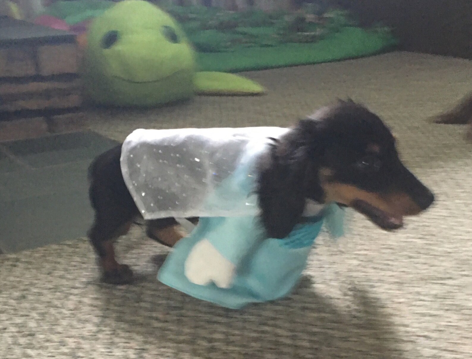Disney Inspired Elsa Costume, Disney Inspired Dog Costume - Etsy
