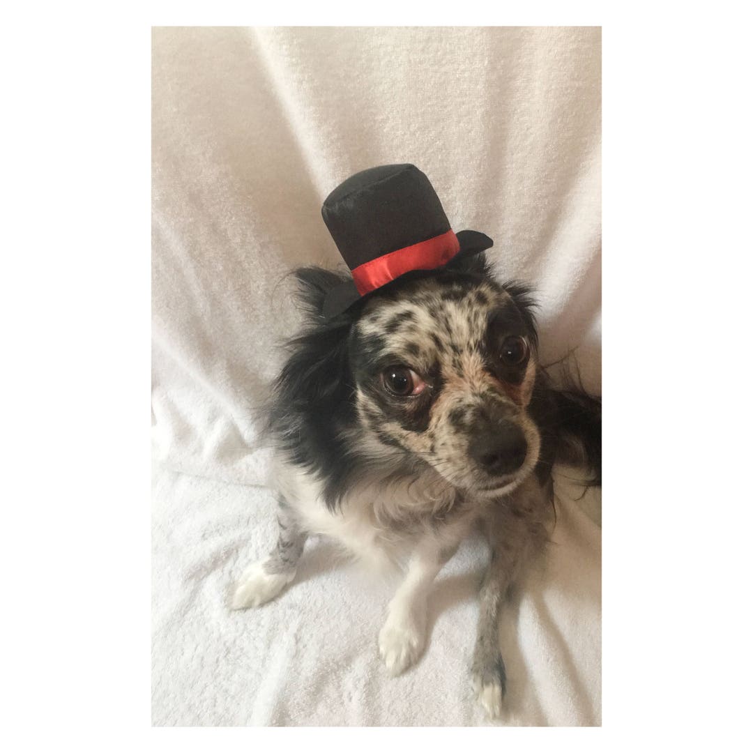 Dog Top Hat/pet Top Hat - Etsy