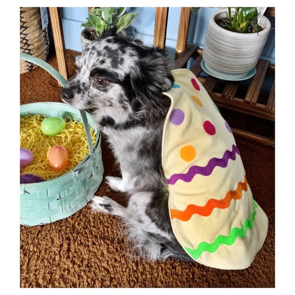 Unleash The Cutest Easter Egg Dog Costumes - Our Top 10 Picks + Buying ...