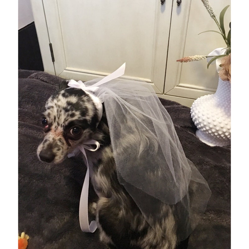 Bridal Dog - Etsy