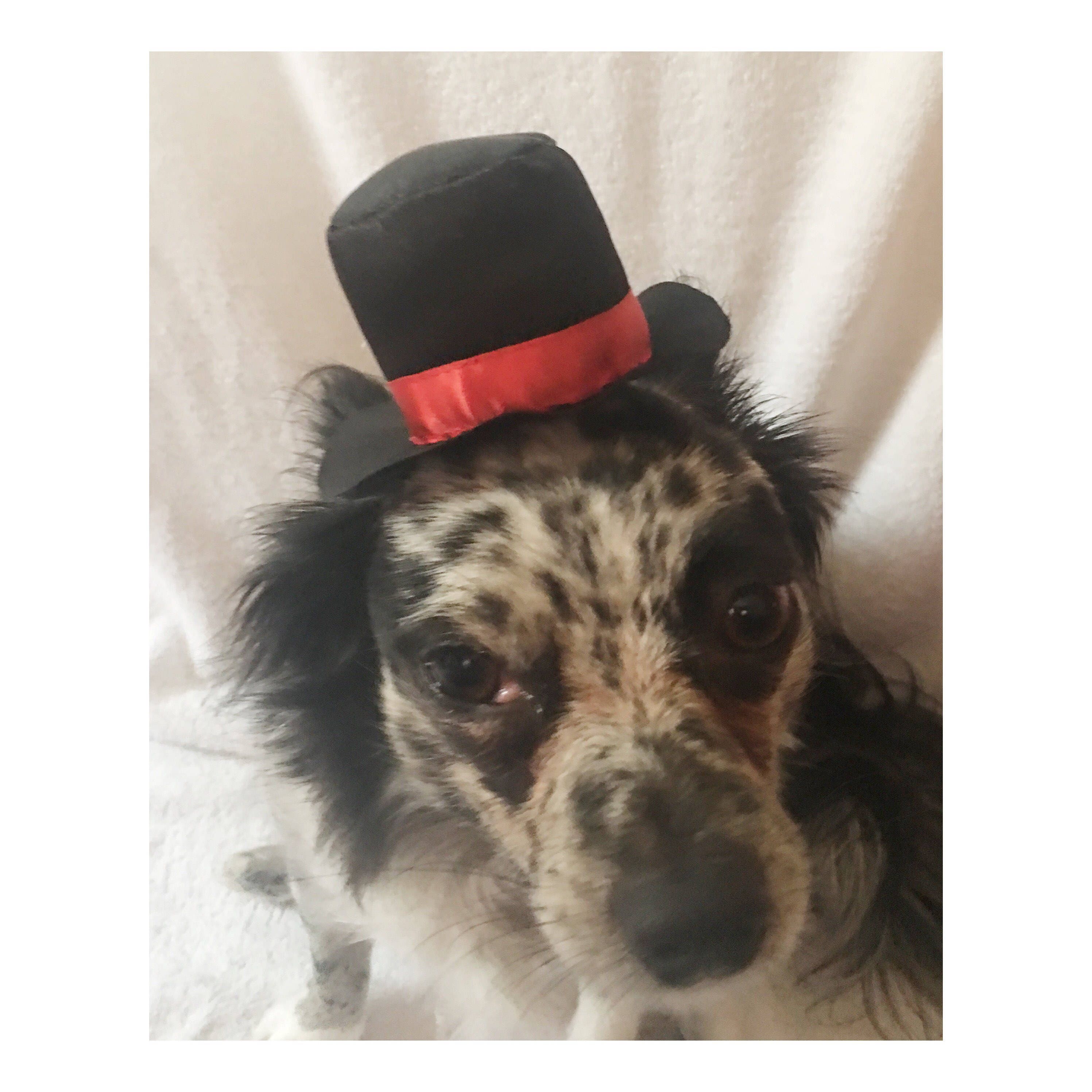 Dog Top Hat/pet Top Hat - Etsy