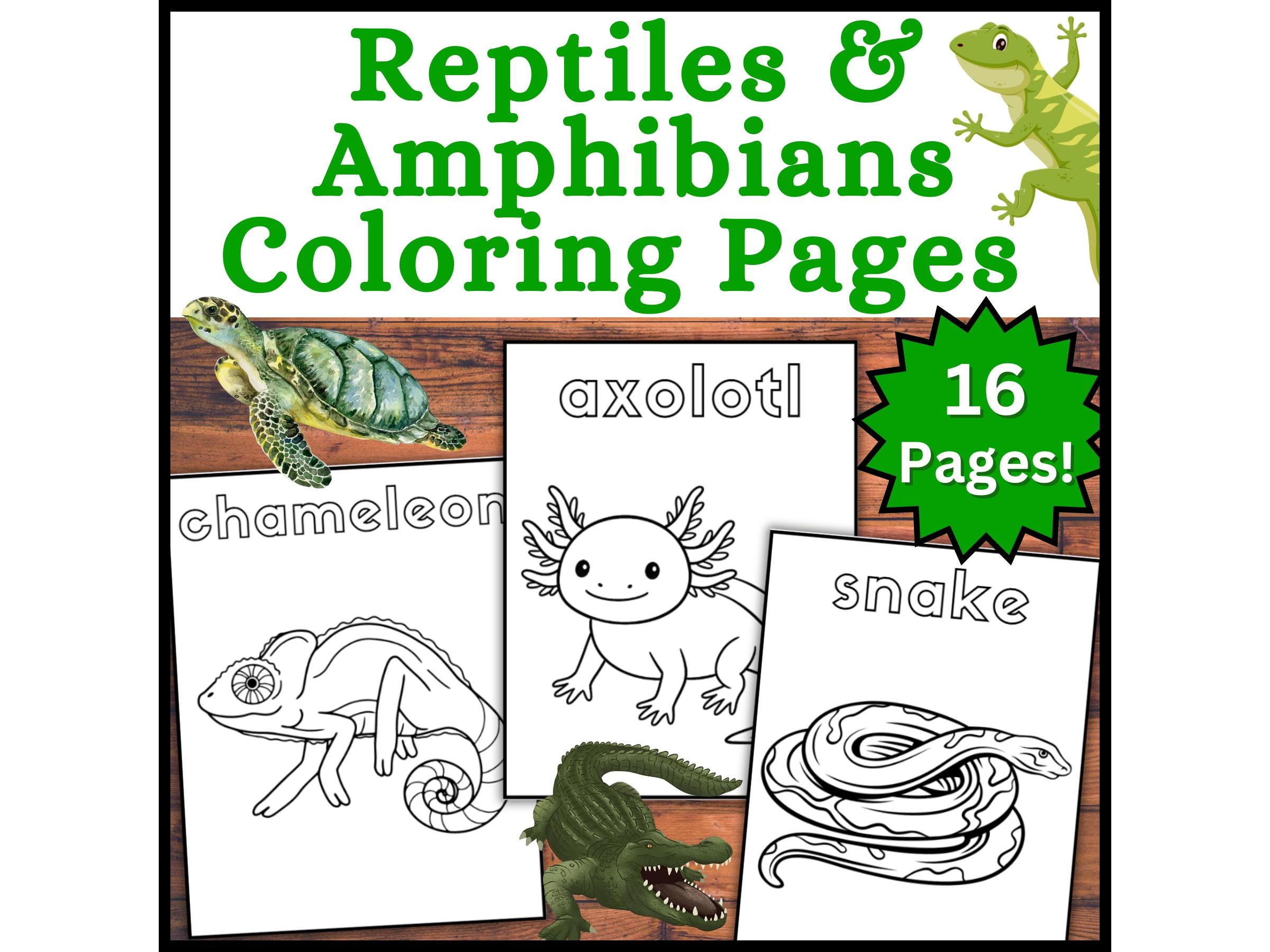 16 Reptile & Amphibians Coloring Pages, Classify Animals, Printable ESL ...