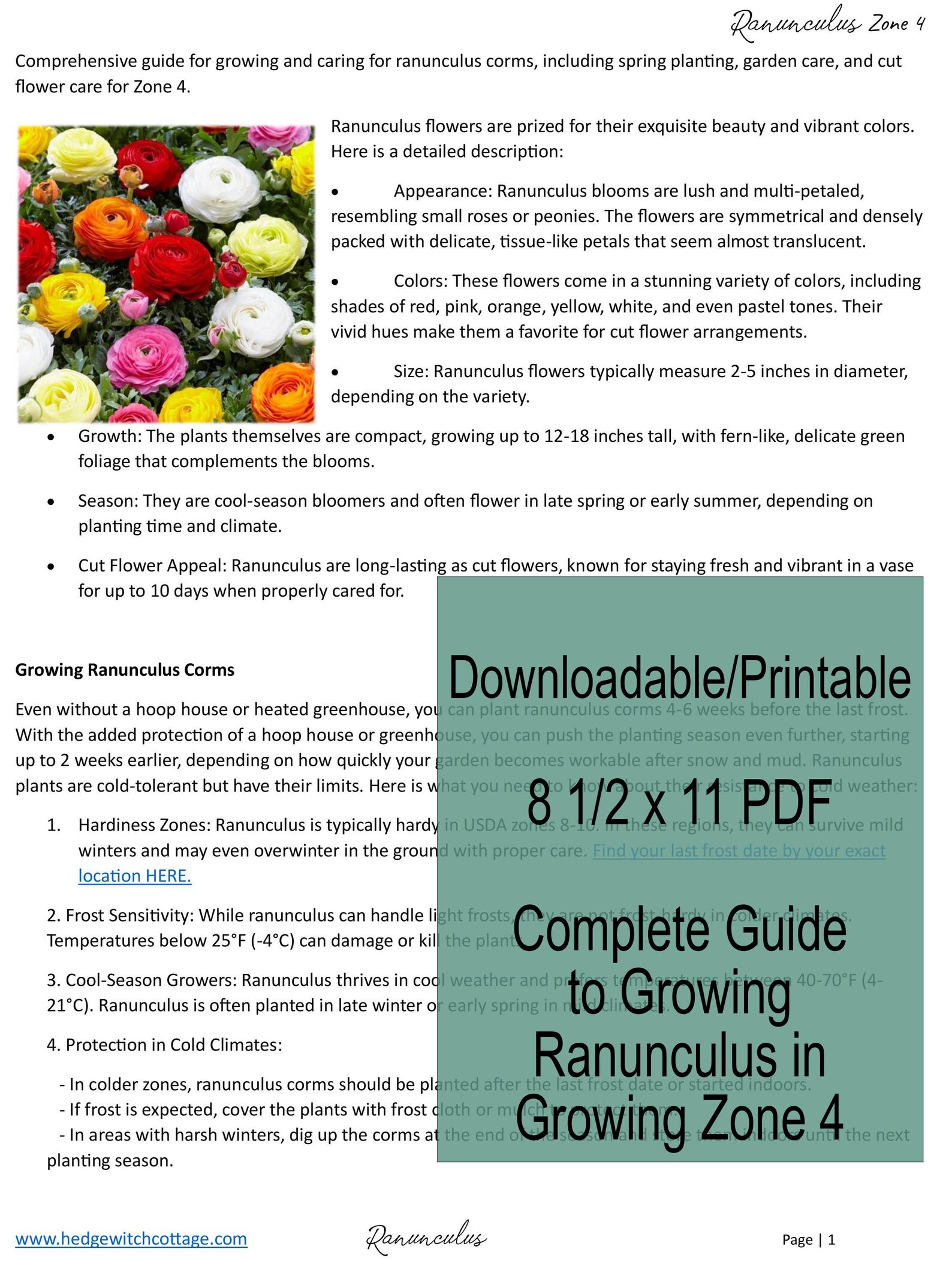 Complete Growing Instructions for Ranunculus Flowers for Zone 4 ...