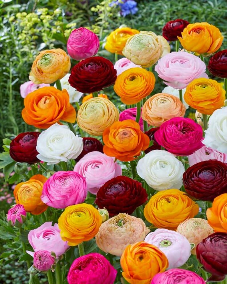 Complete Growing Instructions for Ranunculus Flowers for Zone 4 ...