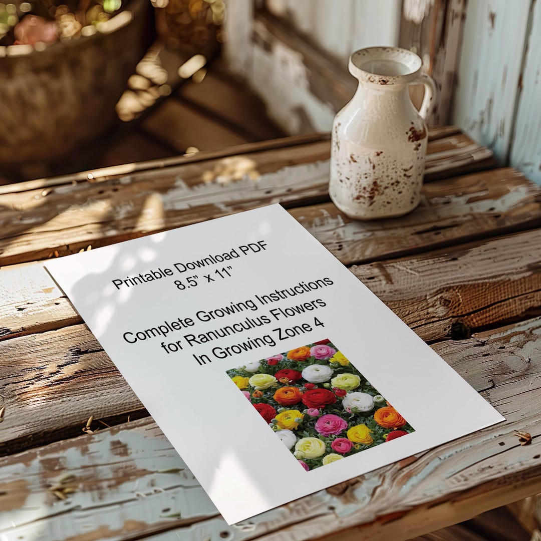 Complete Growing Instructions for Ranunculus Flowers for Zone 4 ...