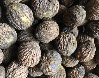 Fresh Black Walnuts in Shell-organic, for Baking, Deserts, Cooking, to ...