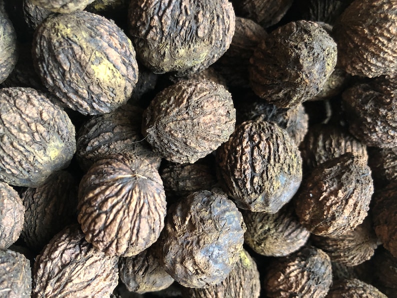 Black Walnuts in the Shell - Etsy