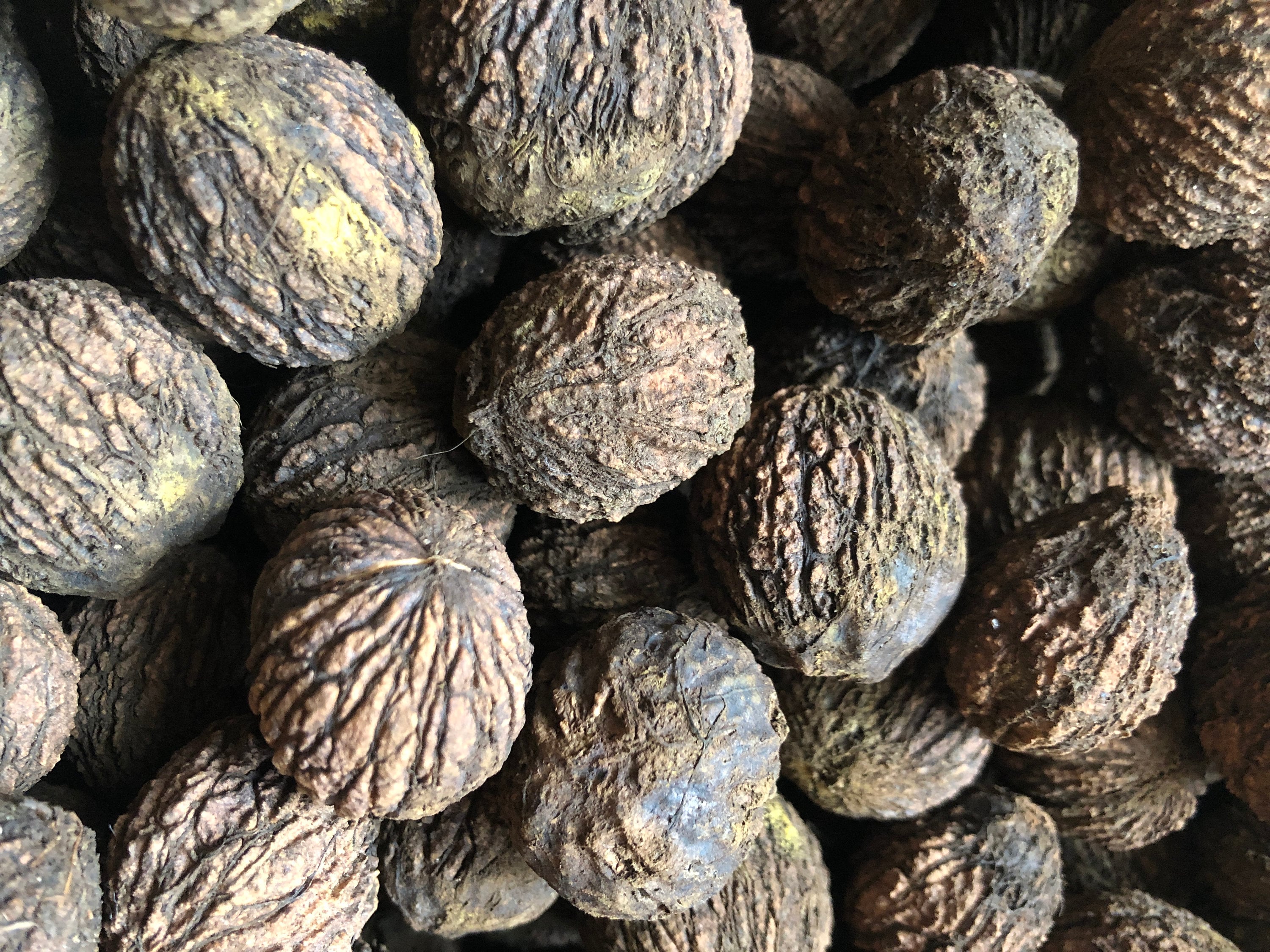 Black Walnuts in the Shell - Etsy