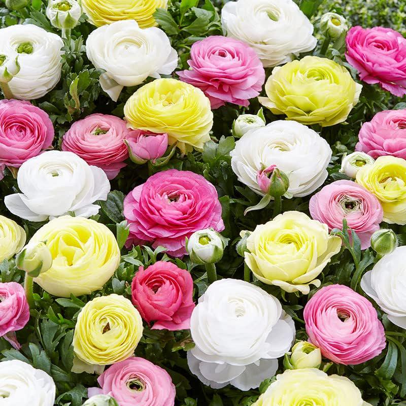 Complete Growing Instructions for Ranunculus Flowers for Zone 4 ...