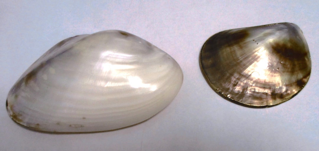 Vintage 2 Shell Belt Buckles/ Belt Hooks. Real Shells. Iridescent ...