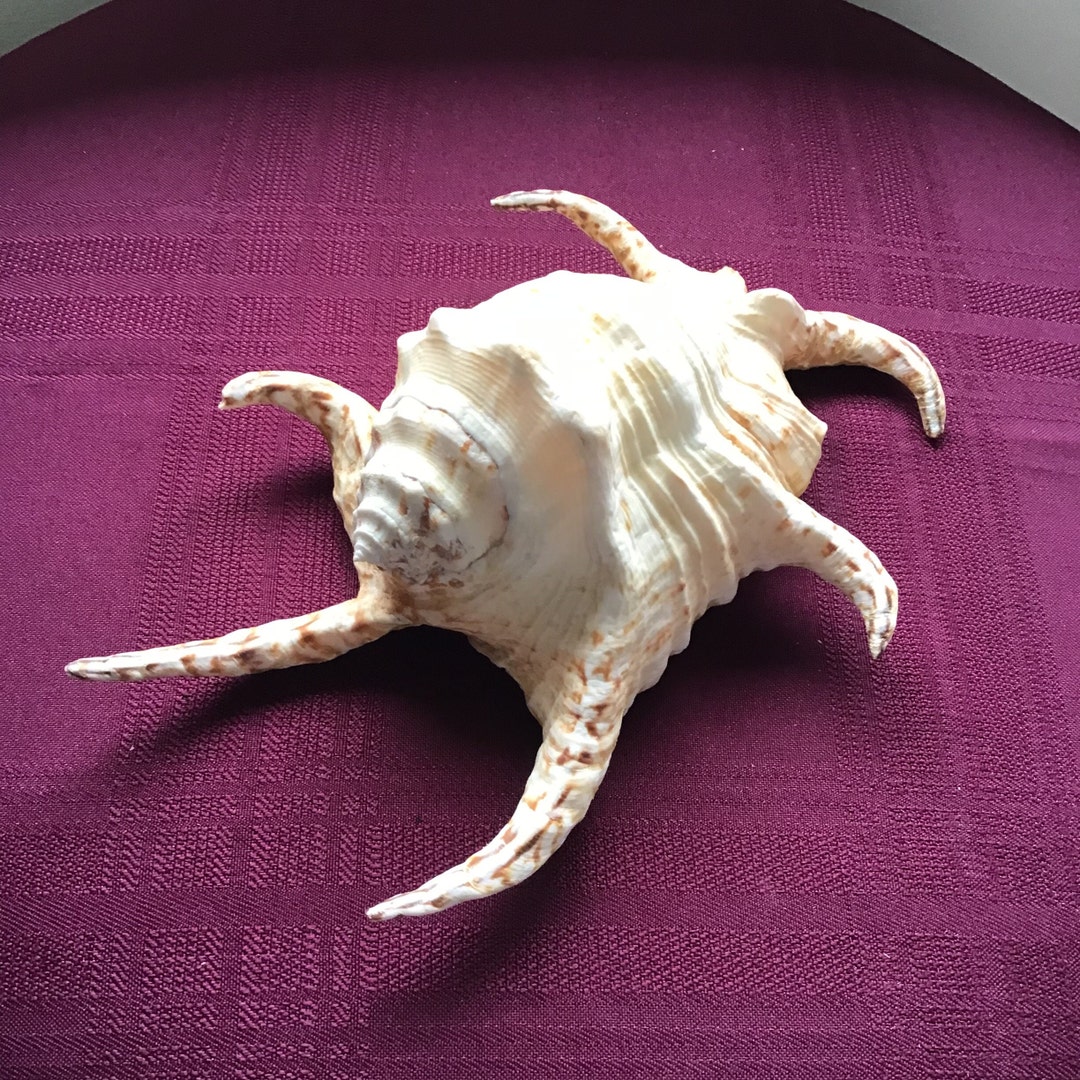 Large Spiky Murex Shell/ Natural Seashell/white and Brown/ Beach House ...