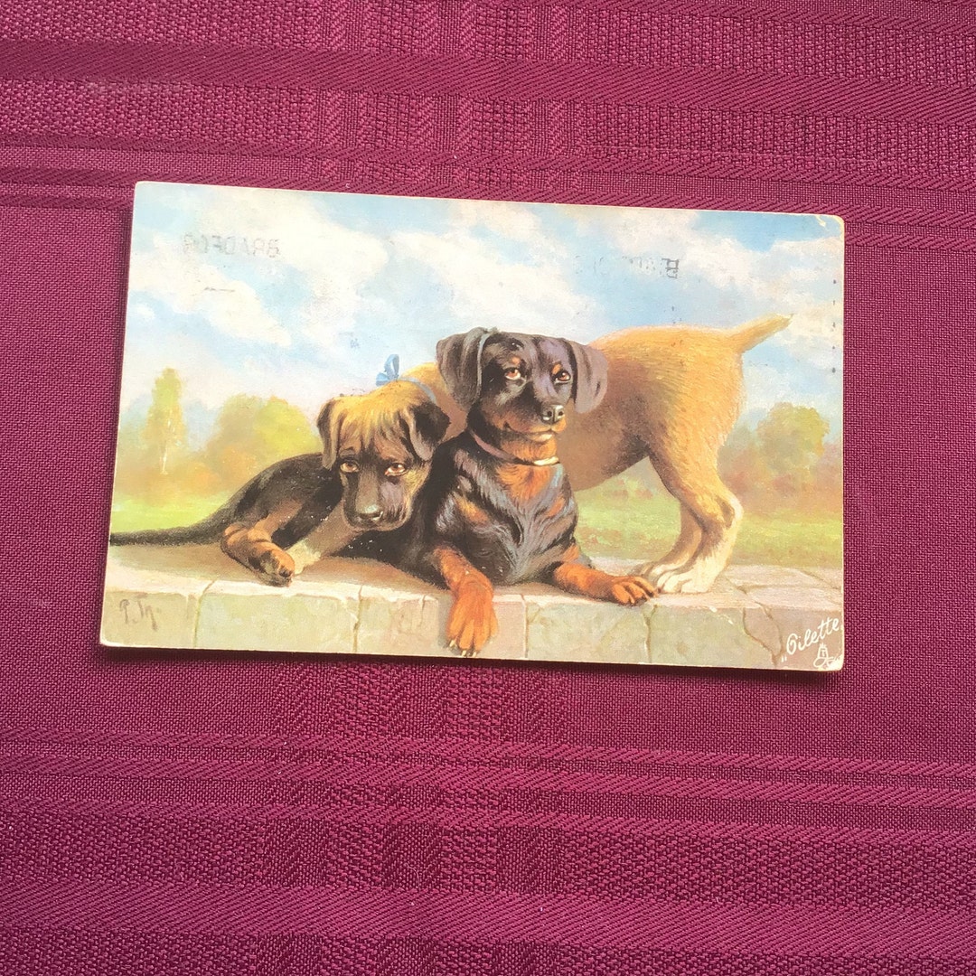 Antique Dog Postcard/raphael Tuck & Sons/ Oilette Our Dogs/ - Etsy