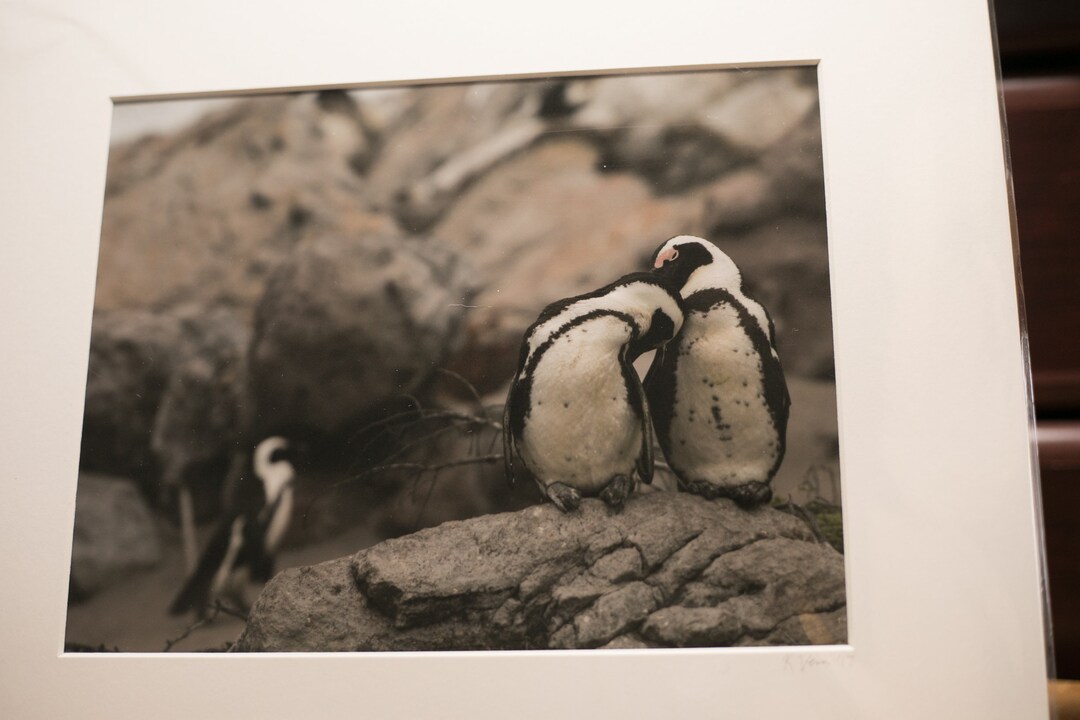 Penguins Cuddling. Cute Penguins. Penguin Art. Penguin Wall Art. Cape ...