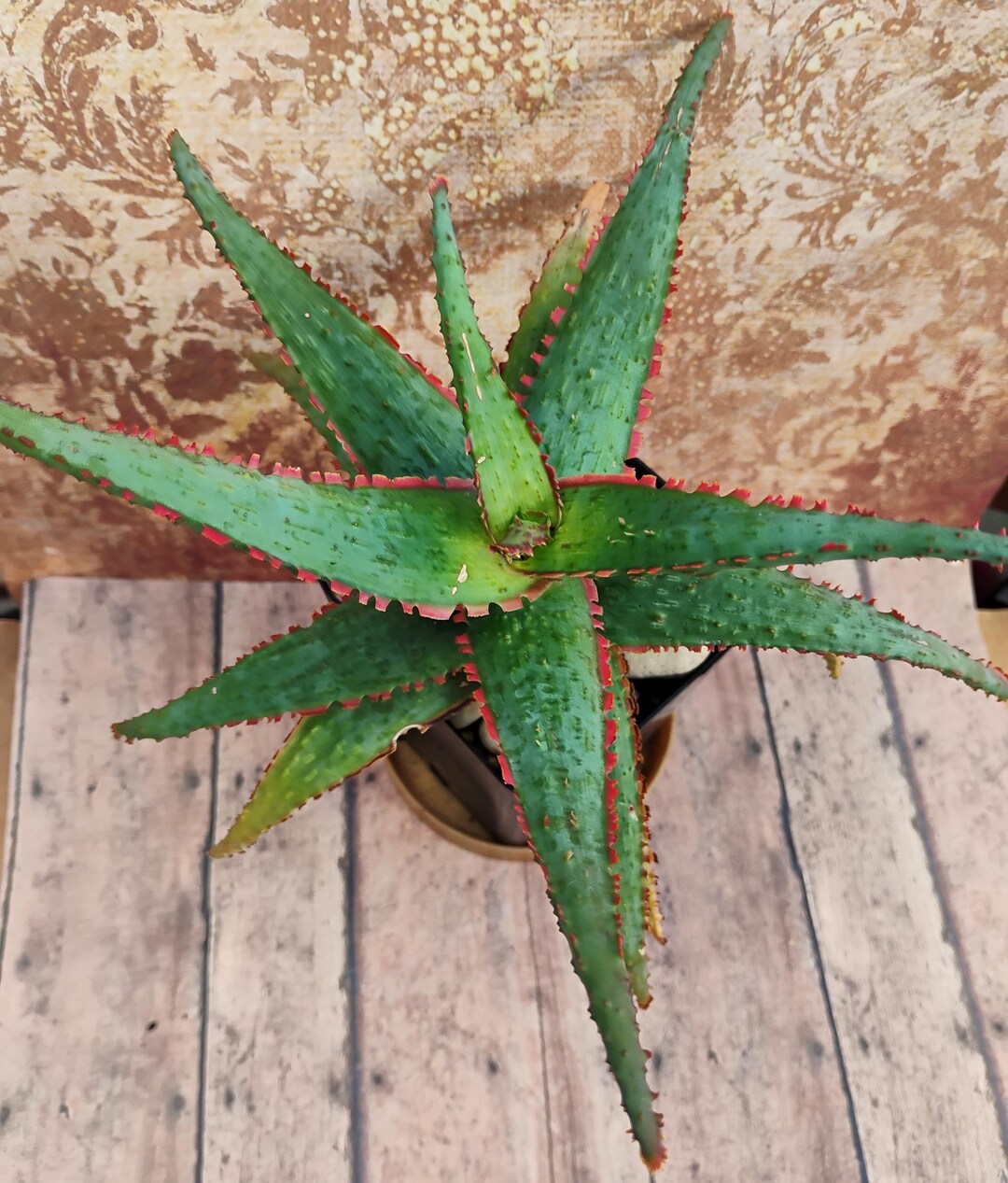 Aloe Cv "dracula's Blood" Rare ~ Superb Color Beautiful Succulent Plant ...