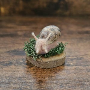 Felted Snail - Handmade Needle Felted Realistic Snail, Real Shell ...