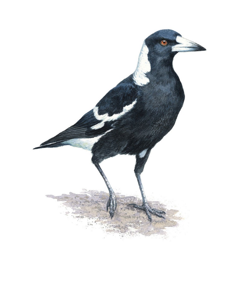 Australian Magpie fine art limited edition giclée bird print | Etsy