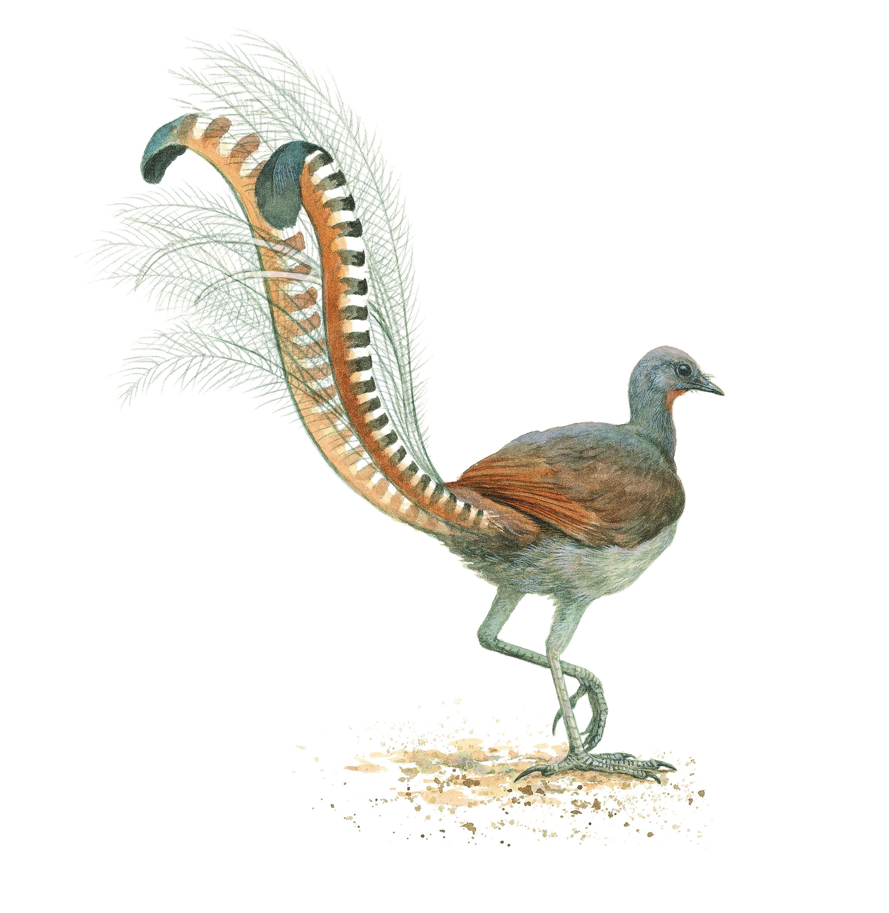 Superb Lyrebird Fine Art Limited Edition Giclee Print - Etsy