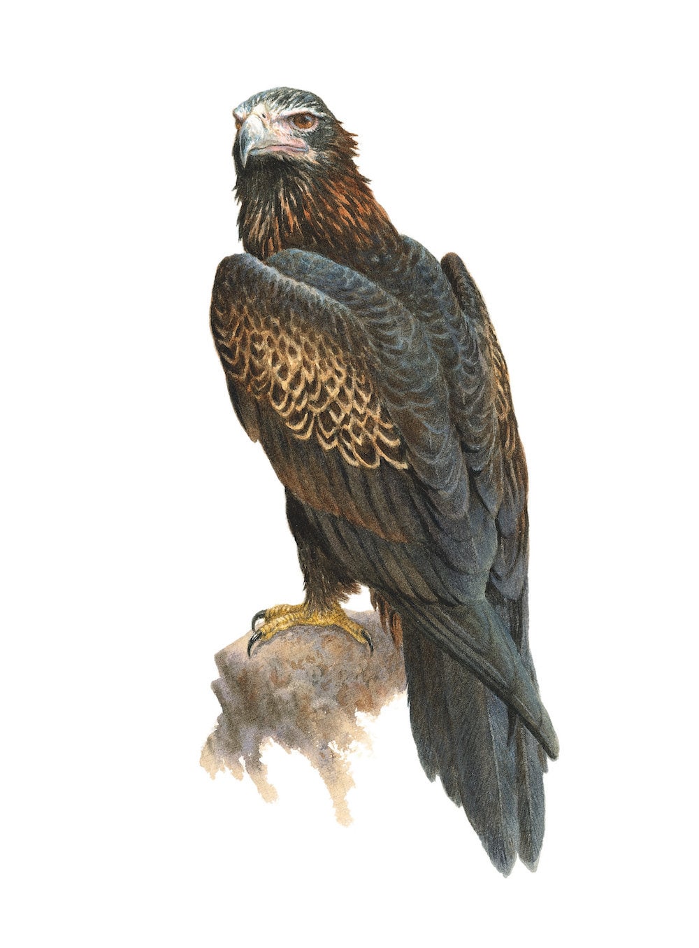 Wedge-tailed Eagle fine Art Limited Edition Giclée Bird Print | Etsy ...