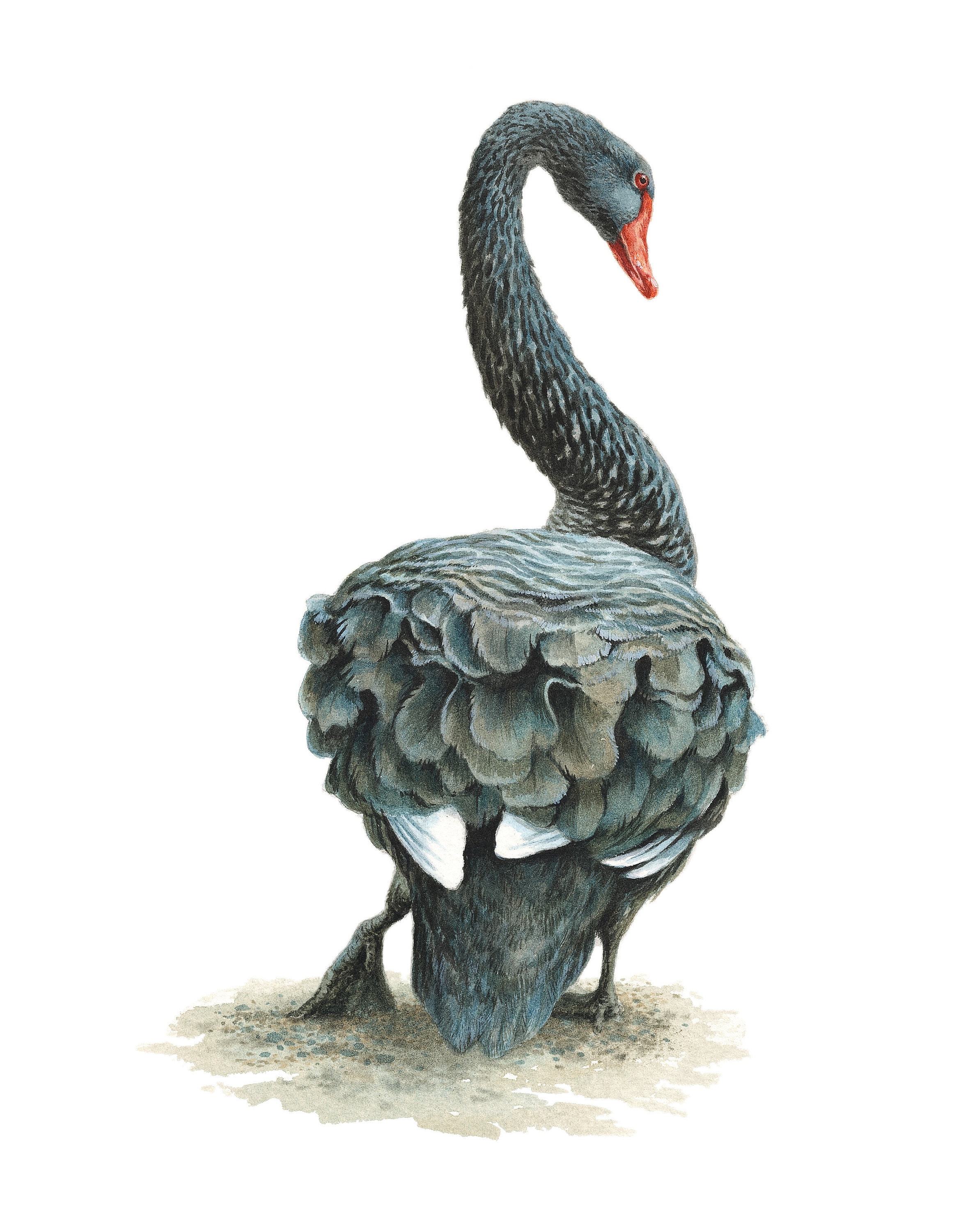 Black Swan Bird Drawing