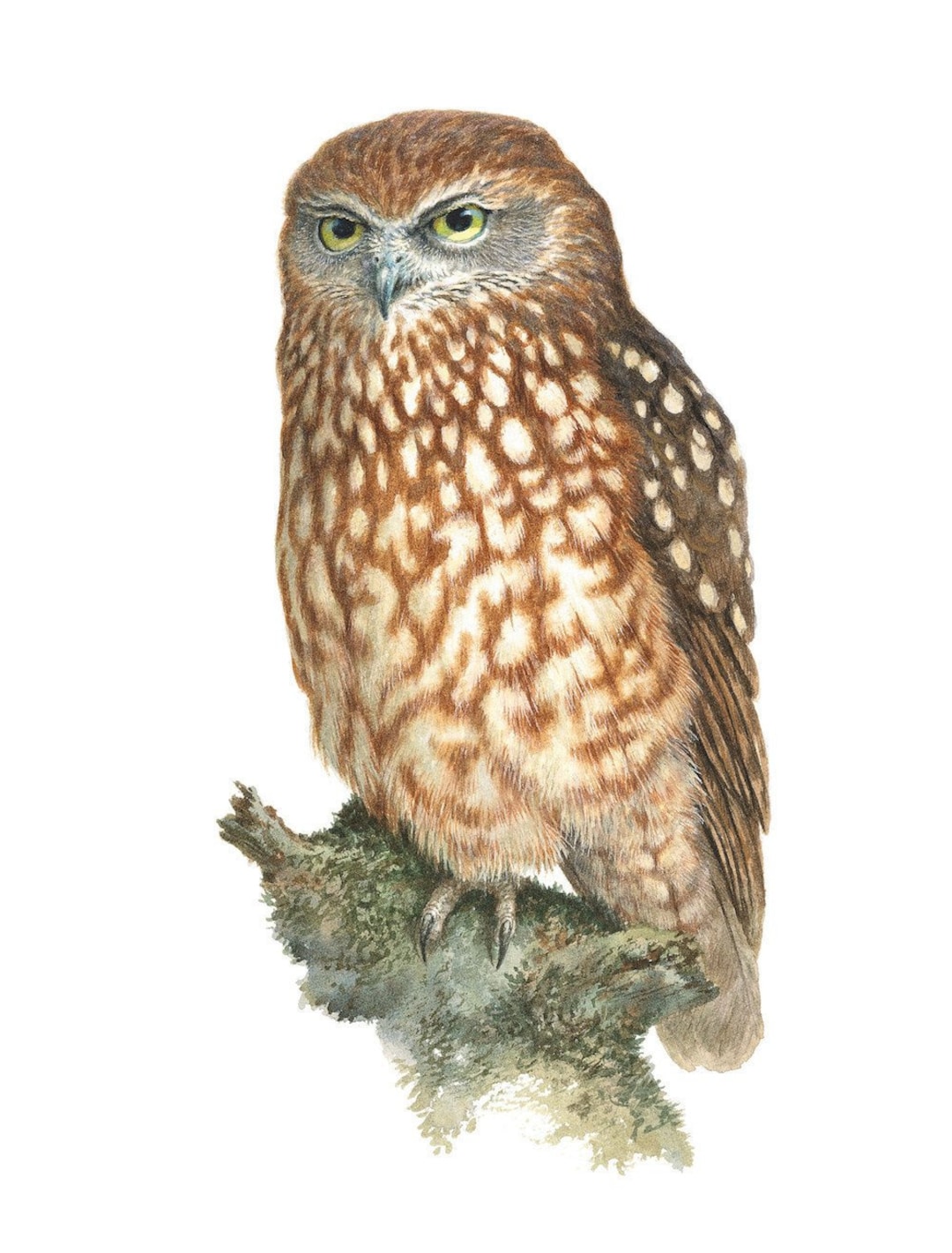 Australian Boobook Owl -fine Art Limited Edition Giclée Bird Print - Etsy