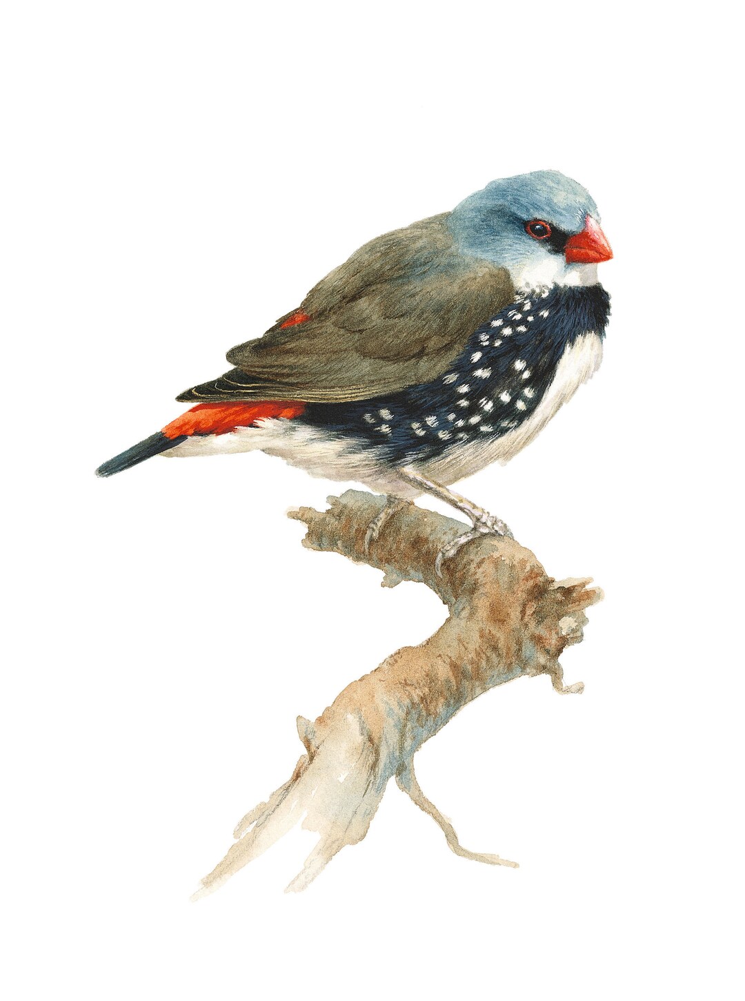 Diamond Firetail - impresión giclée de edición limitada de bellas artes ...