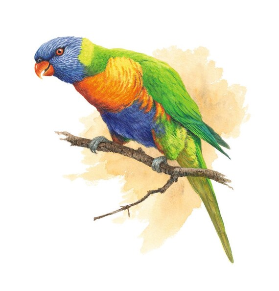 Rainbow Lorikeet fine Art Limited Edition Giclée Bird Print - Etsy