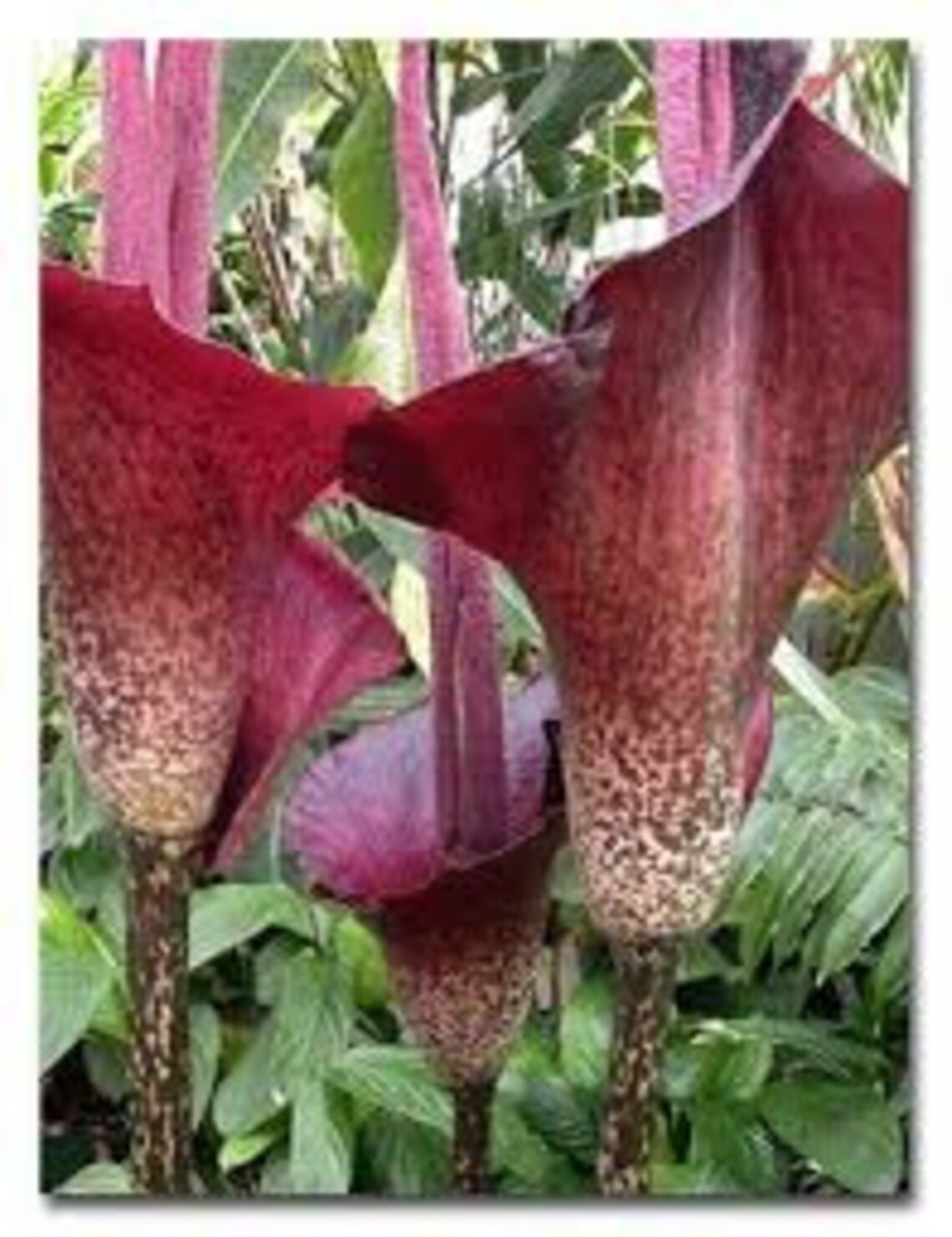 Pure Konjac Root Sponge / Round / 2-pack / Vegan/ - Etsy