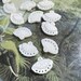 Natural Double Cockle Drilled Shell Beads Square 15 25 Mm Approx ...
