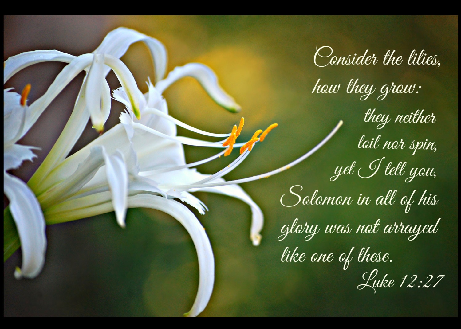 Consider The Lilies White Lilies W Scripture Etsy consider-the-lilies-white-lilies-w-scripture-etsy