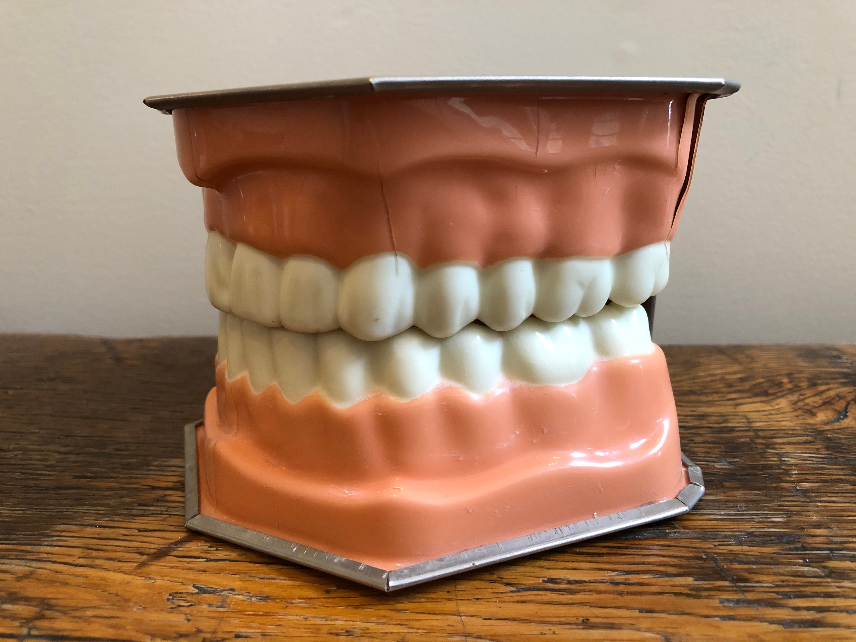 Vintage Lactona Dental Model: 1960s Dentist Toothbrushing Demonstration ...