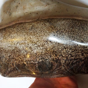 Dinosaur Bone Chunk, Showing Cell Structure, Gem Dino Bone Unique - Etsy