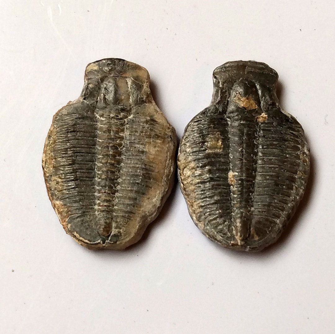 2 Trilobites Elrathia Kingii Trilobite 500 Million Year Old Fossil - Etsy