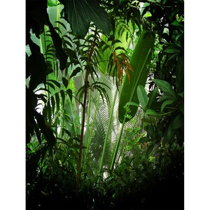 Rain Forest Backdrop - Tarzan Backdrop - Jungle Backdrop - Rain ...