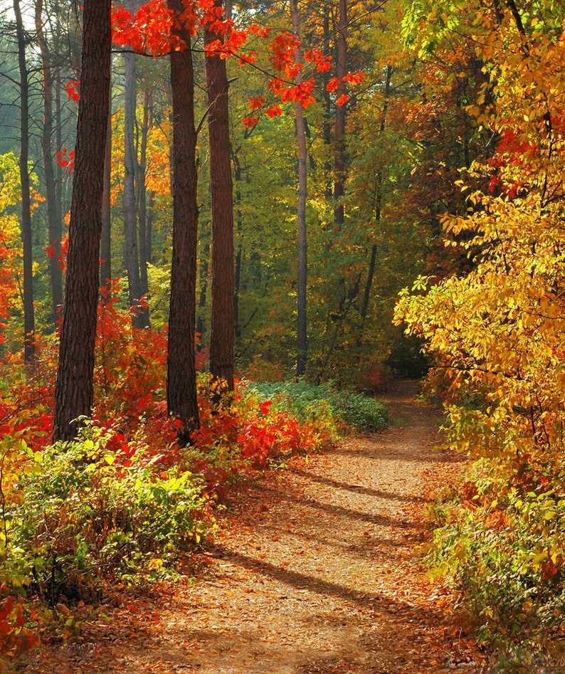 Autumn Fall Woods Outdoor Backdrop Path Trail Forest - Etsy