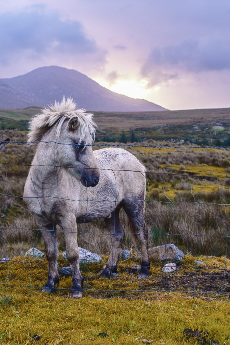 Connemara Sunrise, Connemara Pony, Wall Art, Ireland, Animals, - Etsy